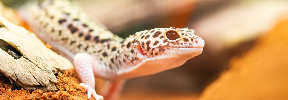 Haltung exotischer Haustiere in Deutschland